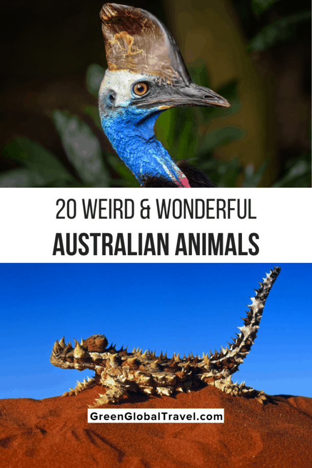 20 Weird & Cute Australian Animals - Green Global Travel