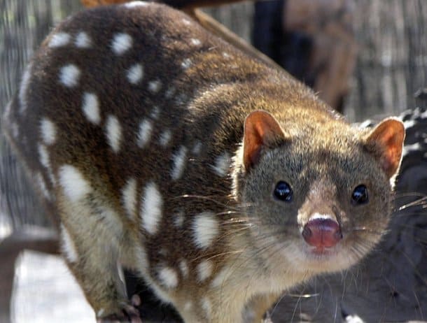 20 Weird & Cute Australian Animals - Green Global Travel
