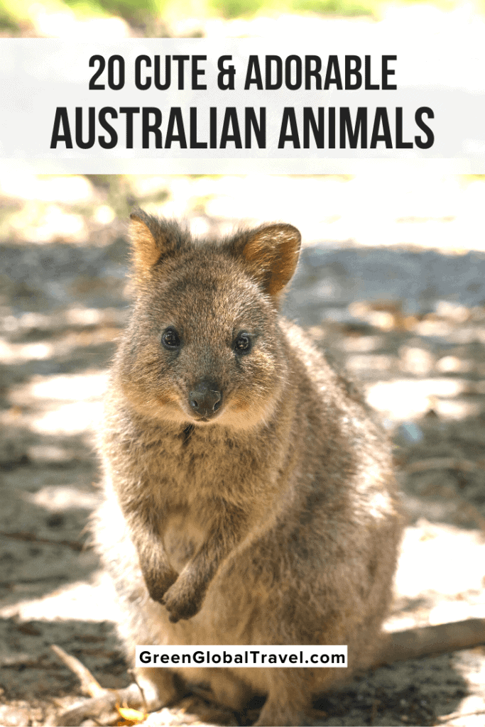 20 Weird & Cute Australian Animals - Green Global Travel