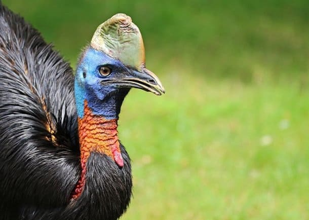 20 Weird & Cute Australian Animals - Green Global Travel