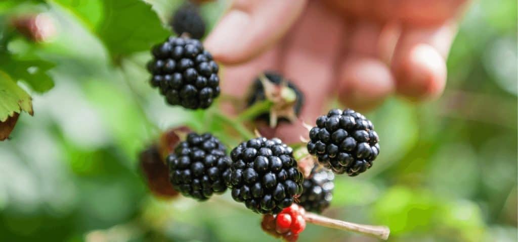 How to Design & Plant a Permaculture Food Forest Garden (DIY Guide)