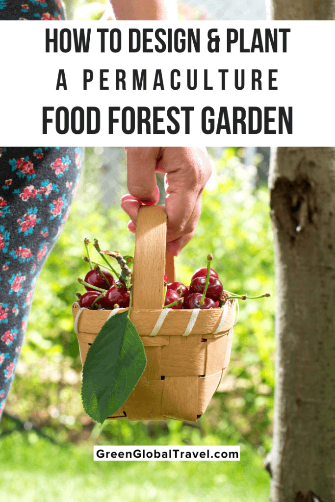 How to Design & Plant a Permaculture Food Forest Garden (DIY Guide)
