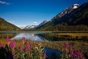 Top 20 National Forests in America for Camping & Hiking - Green Global ...
