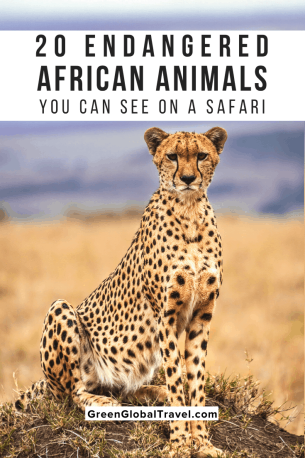 20 Endangered African Animals You Can See On A Safari - Green Global Travel