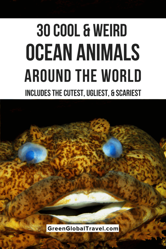 30 Cool & Weird Ocean Animals Around the World