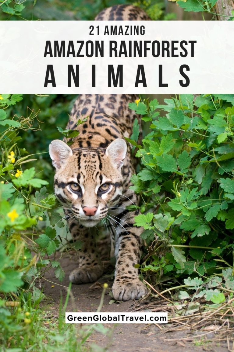 21 Incredible Animals That Live in the Amazon Rainforest