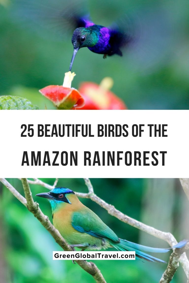 25 Beautiful Birds in the Amazon Rainforest - Green Global Travel