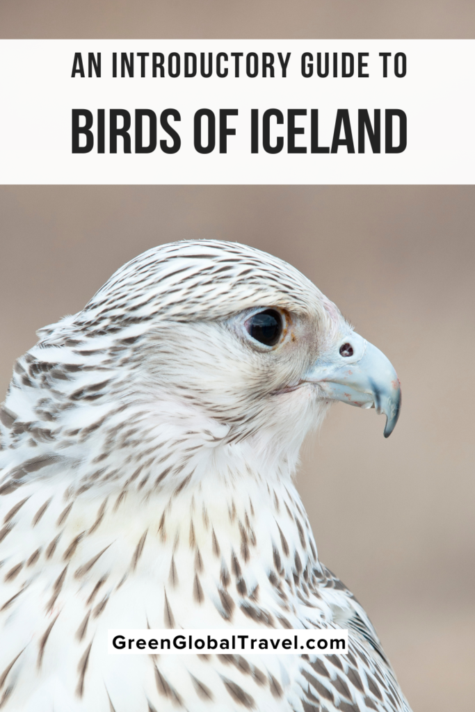 Birds of Iceland: An Introductory Guide - Green Global Travel