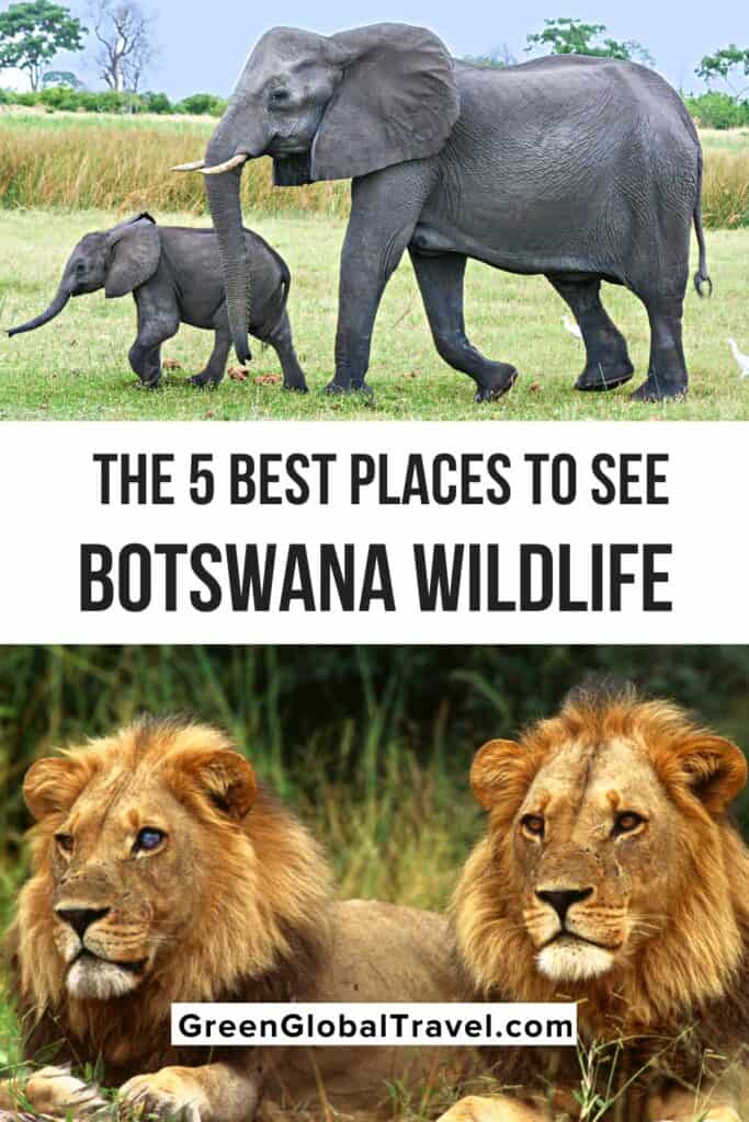 How Botswana Wildlife Conservation Helps Fight Poaching