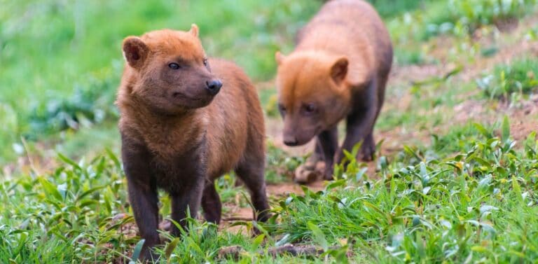 15 Amazing Animals in Panama You Can See on Vacation