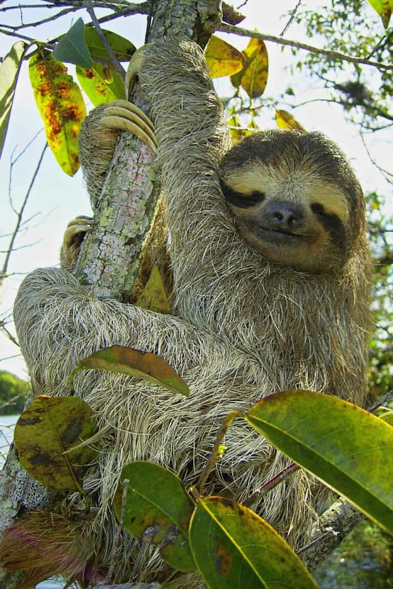 15 Amazing Animals in Panama You Can See on Vacation
