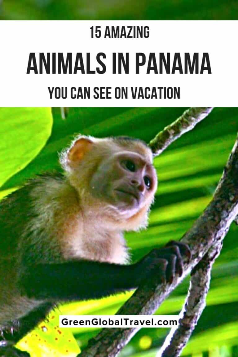 15 Amazing Animals in Panama You Can See on Vacation