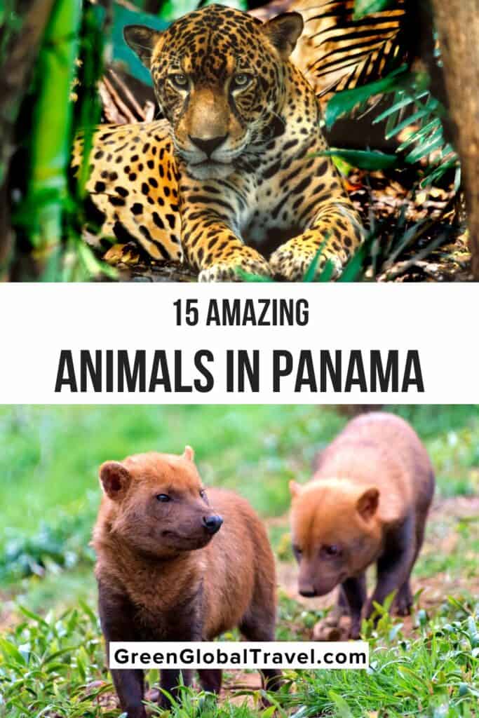 15 Amazing Animals in Panama You Can See on Vacation