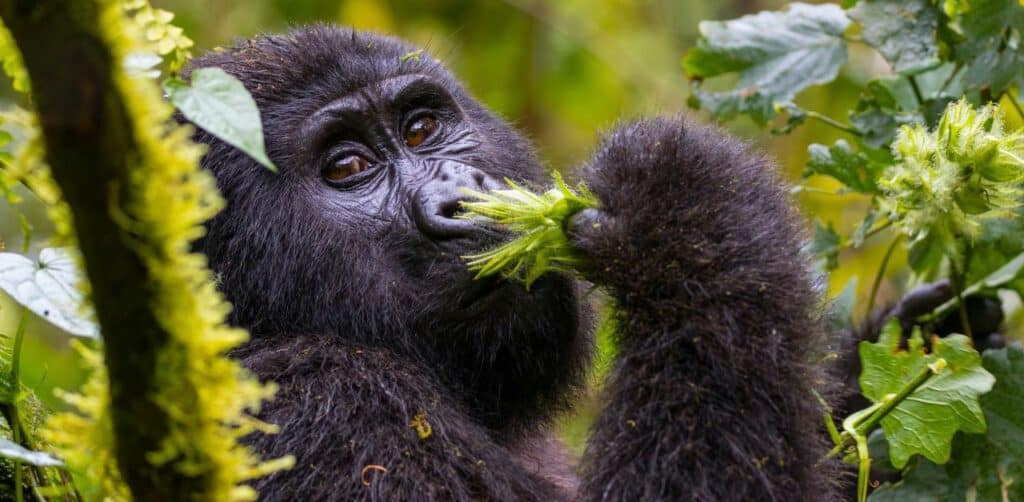 The Top 10 National Parks in Uganda to Visit - Green Global Travel