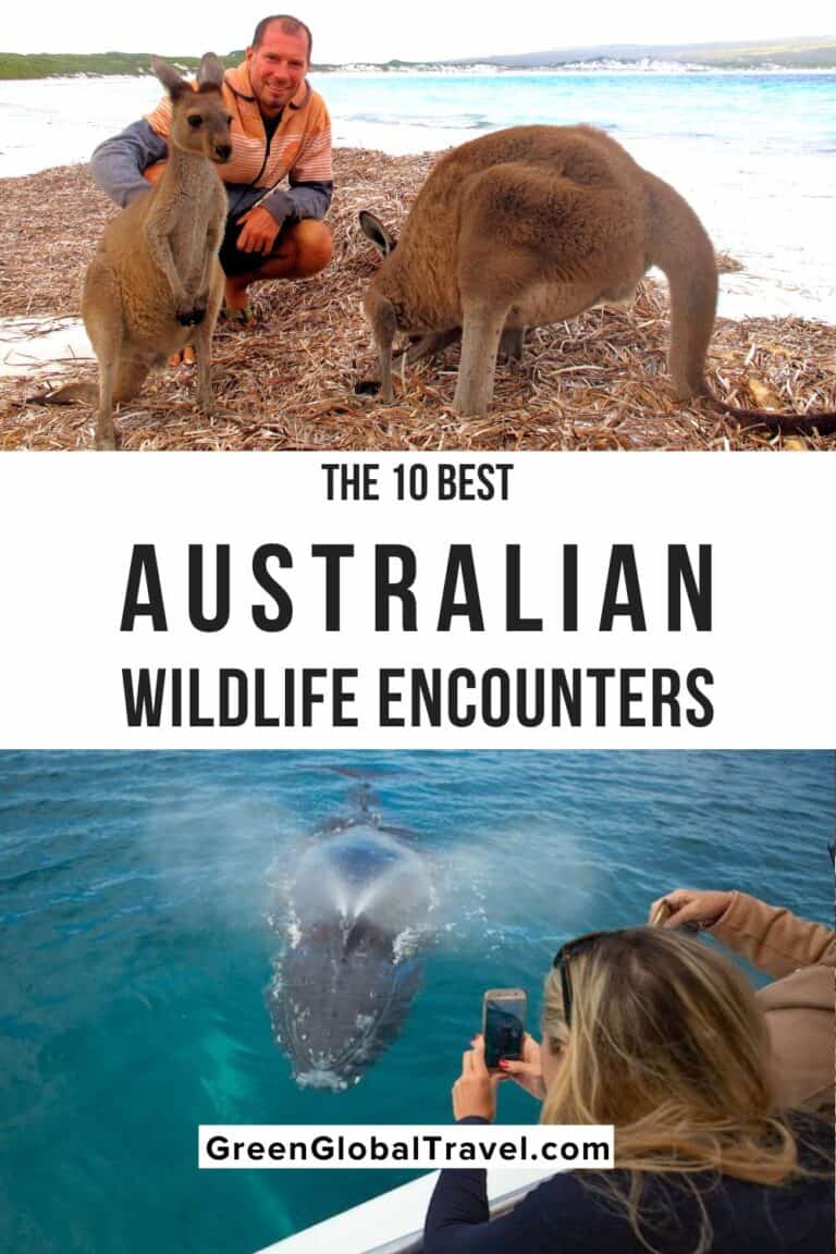 10 Bucket List Australian Wildlife Encounters - Green Global Travel