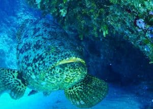 ENDANGERED SPECIES SPOTLIGHT: Atlantic Goliath Grouper