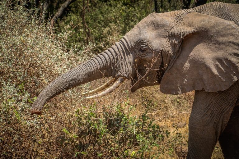 55 Interesting Facts About Elephants (for World Elephant Day)