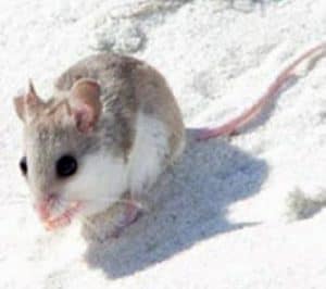 ENDANGERED SPECIES SPOTLIGHT: Alabama Beach Mouse