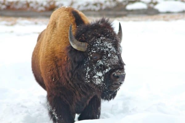 Alaskan Animals: 40 Species You Can See During Your Alaska Vacation.