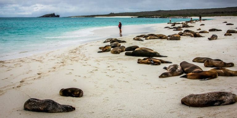 7 Unique Experiences of Galapagos Cruises - Green Global Travel
