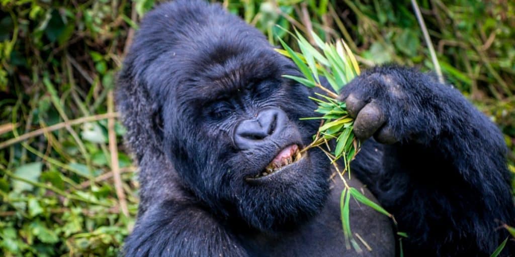 Wildlife Conservation - Green Global Travel