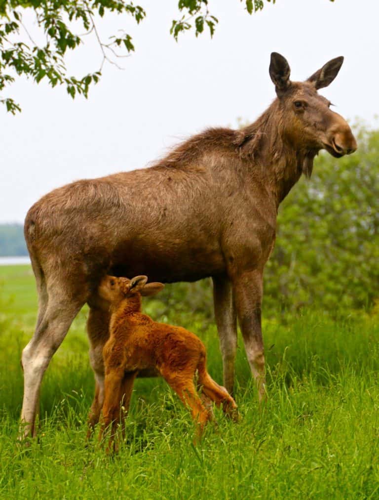 The Moose Whisperer & the Coolest Moose in Sweden