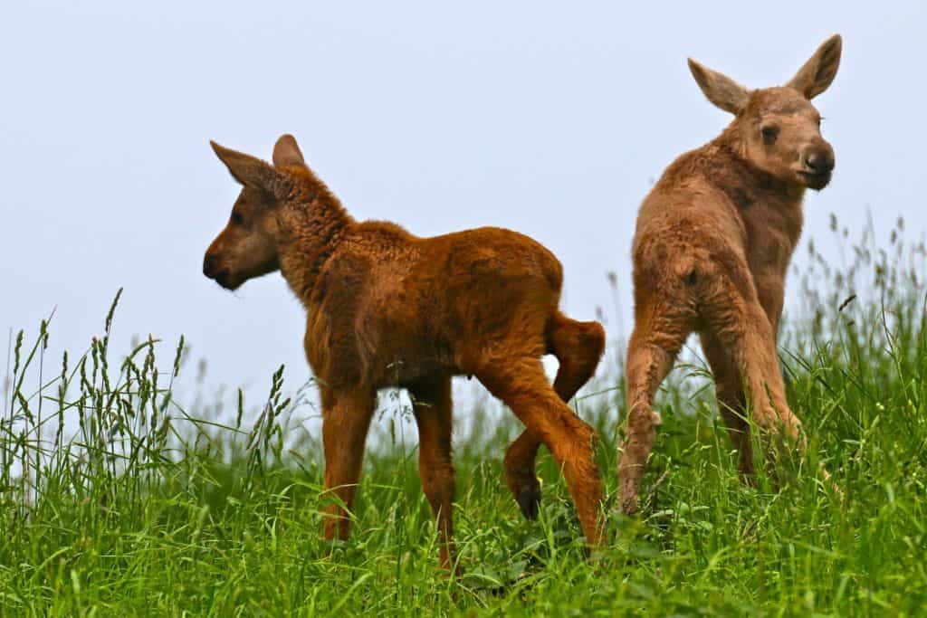 The Moose Whisperer & the Coolest Moose in Sweden