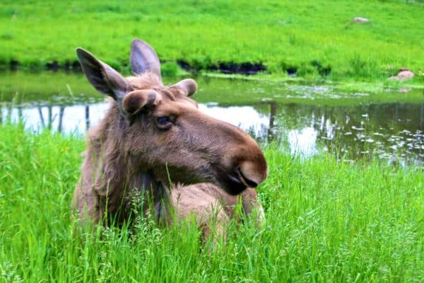 The Moose Whisperer & the Coolest Moose in Sweden