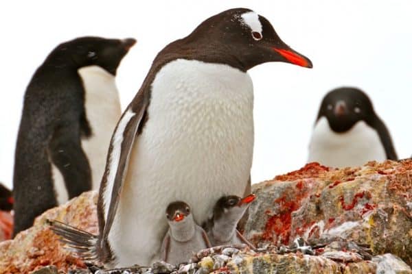 PHOTO GALLERY: Penguins of Antarctica