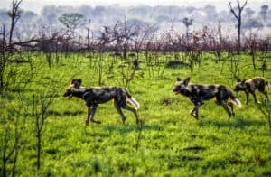 Animals in Kenya: A Guide to 40 Species of Kenyan Wildlife
