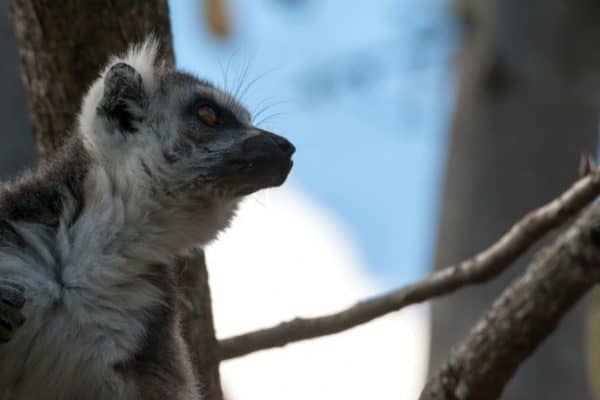 MADAGASCAR: Ring-tailed Lemurs at Anja Reserve