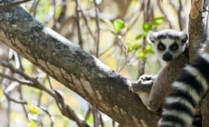 MADAGASCAR: Ring-tailed Lemurs at Anja Reserve