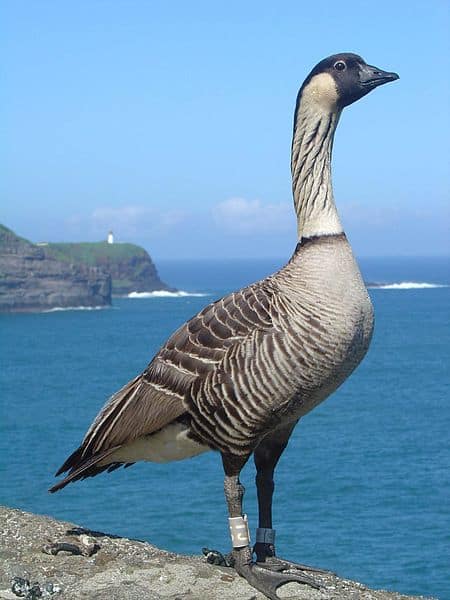 Nene Goose (aka Hawaiian Goose)- ENDANGERED SPECIES SPOTLIGHT