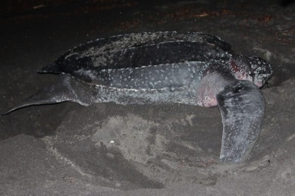 DOMINICA Photo Gallery 3- Sea Turtle Giving Birth