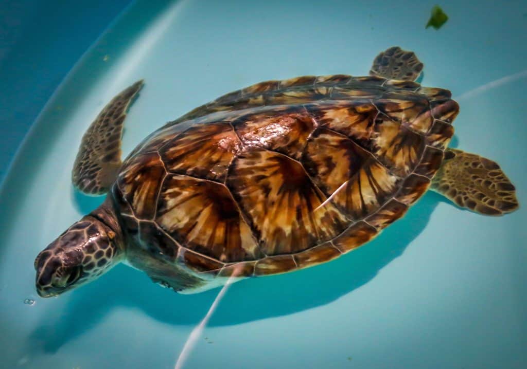 TEXAS: Our Sea Turtle Rescue with Sea Turtle Inc
