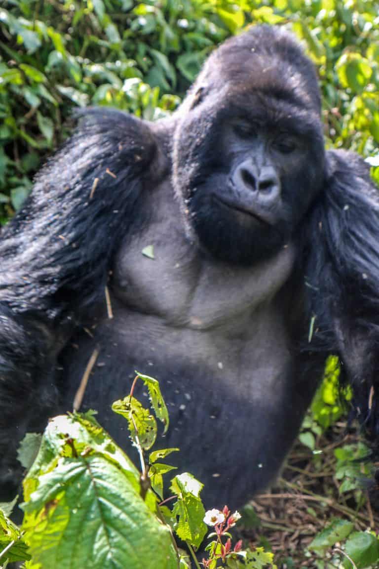 INTERVIEW: Dian Fossey Gorilla Fund CEO Tara Stoinski - Green Global Travel