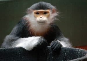 ENDANGERED SPECIES SPOTLIGHT: Gray-Shanked Douc Langur