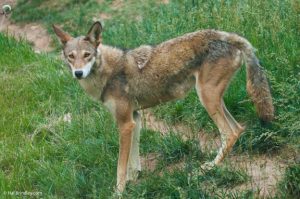 Red Wolf - Endangered Species Spotlight